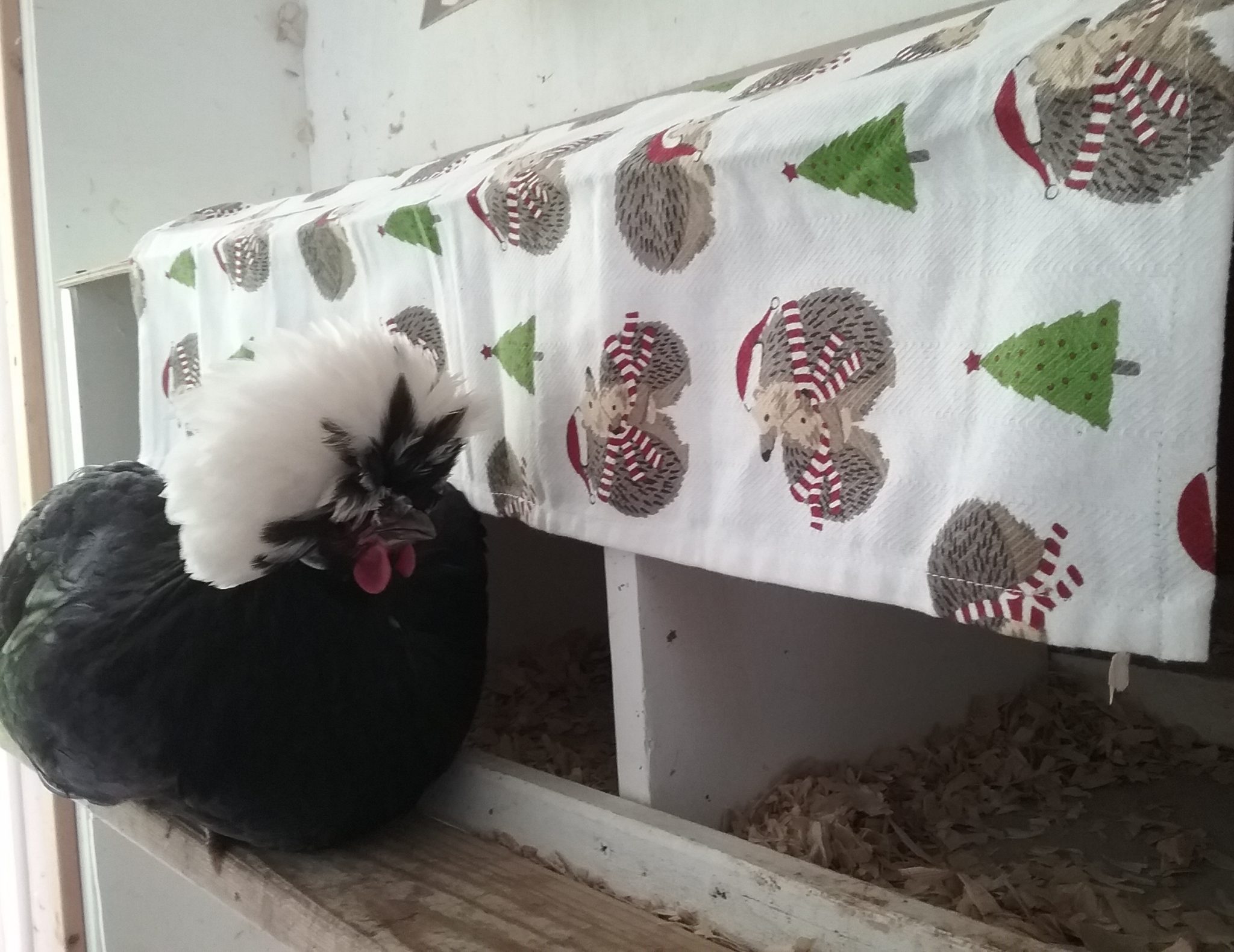 Holiday Chicken Decor - Backyard Poultry